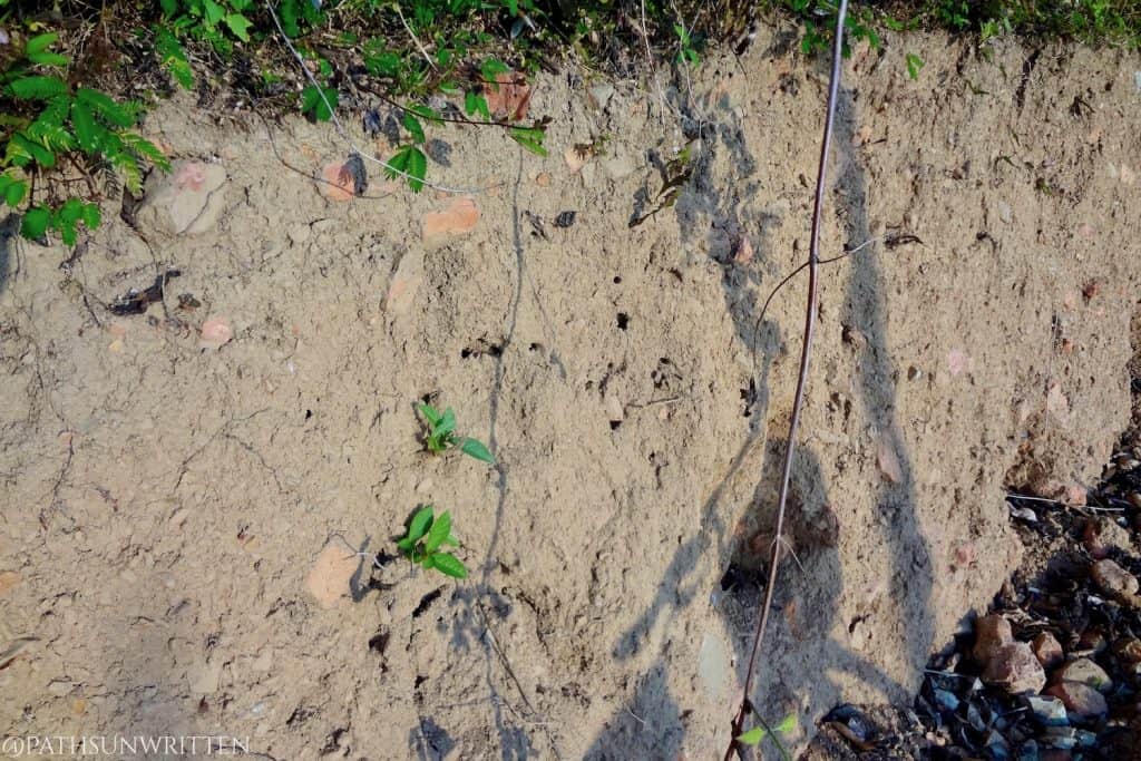 Chandra Dynasty – AD 327-957 – The Mog Nation Wiki